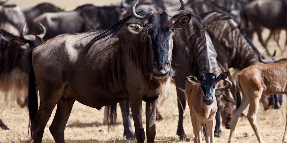 Wildebeest Migration Calving Season - 4 Days - Tanzania Travel & Safari ...