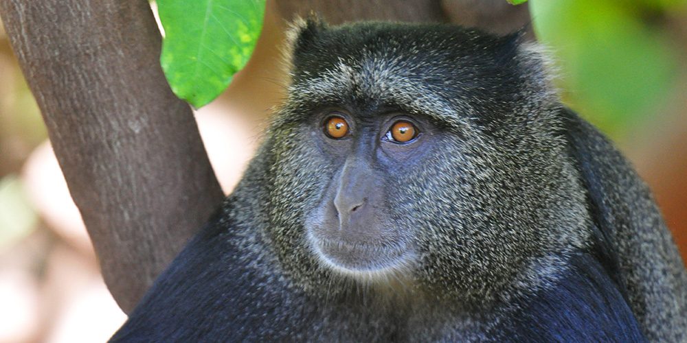 Lake Manyara National Park Day Trip - Tanzania Travel & Safari Company Ltd